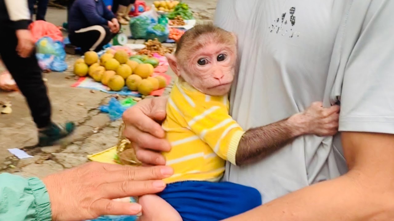 Super cute monkey - Pho mai and his dad go to the market to buy things ...