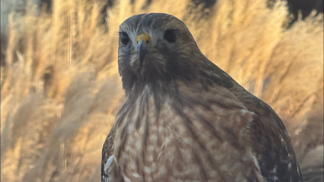 Crazy Hawk - YouTube