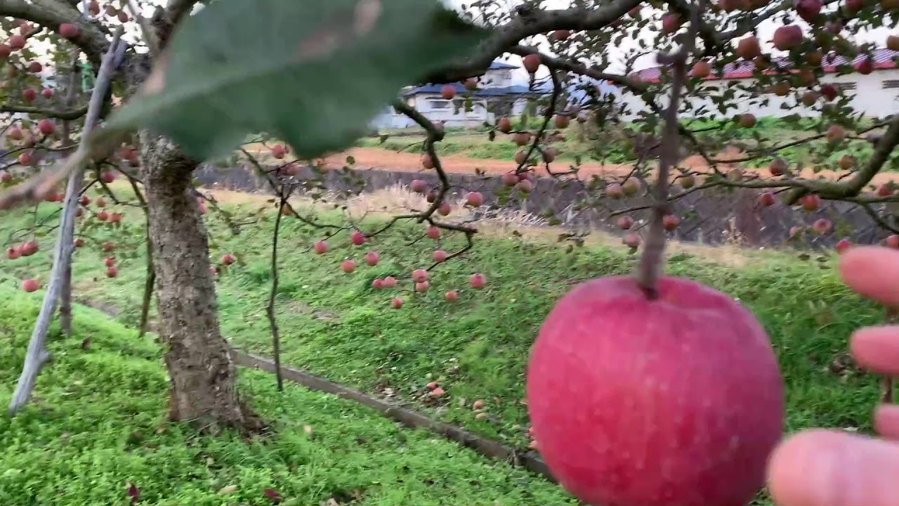 SEEK TRUE JAPAN:Fuji apple of Yonezawa in Japan; with apple picking ...