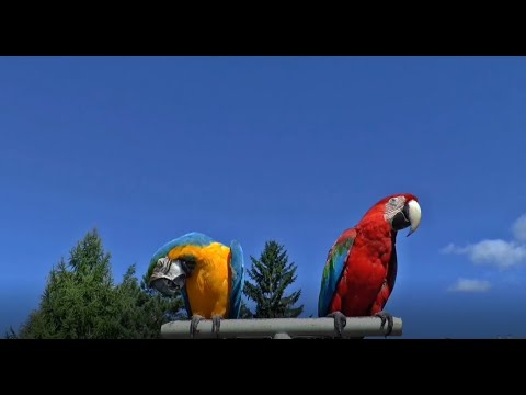 MOST BEAUTIFUL ROMANTIC MUSIC - MOST BEAUTIFUL BIRDS   SCHÖNSTE ROMANTISCHE MUSIK - Part 1