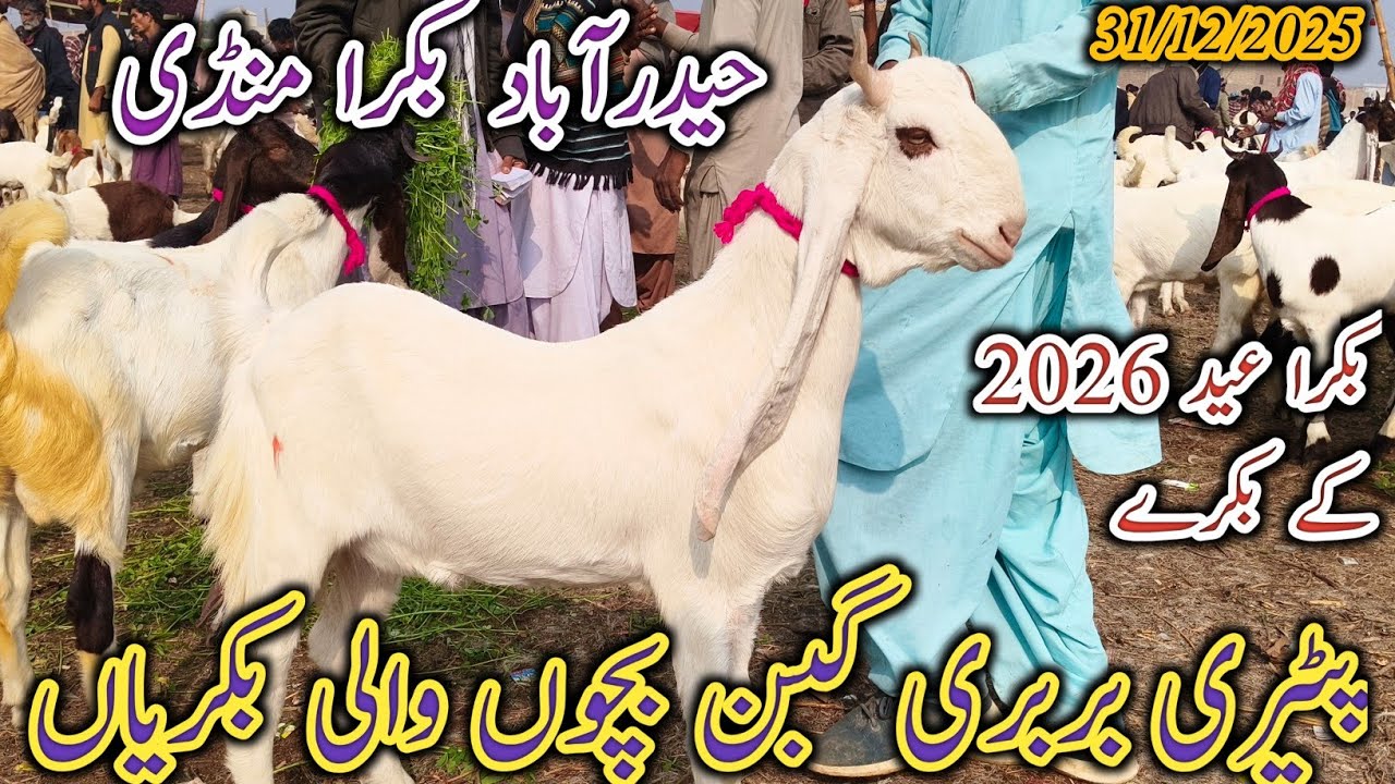 Hyderabad Bakra Mandi | Latest update Today | Bakra Eid 2026 | Patari ...