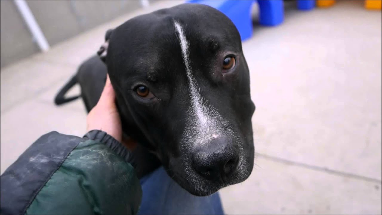 Chip Skylark - A1064734 - Brooklyn ACC - YouTube