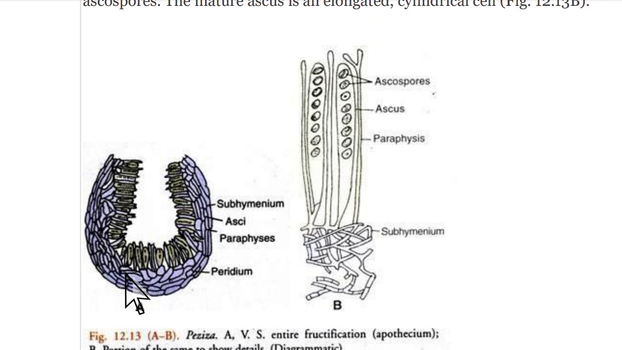 Life cycle of Peziza by Dr. V P Gupta - YouTube