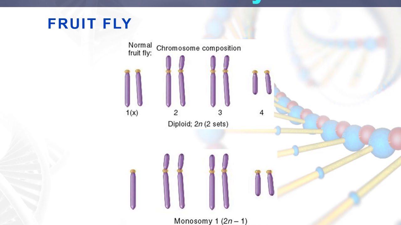 Lesson 91 Monosomy - YouTube