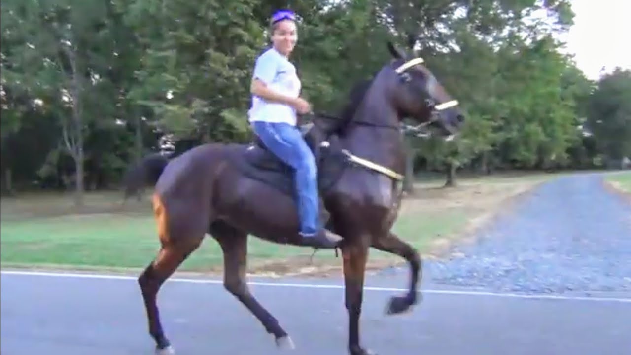 Wicked Best Mare Contest at Pretty Five Mares Horse Show - YouTube