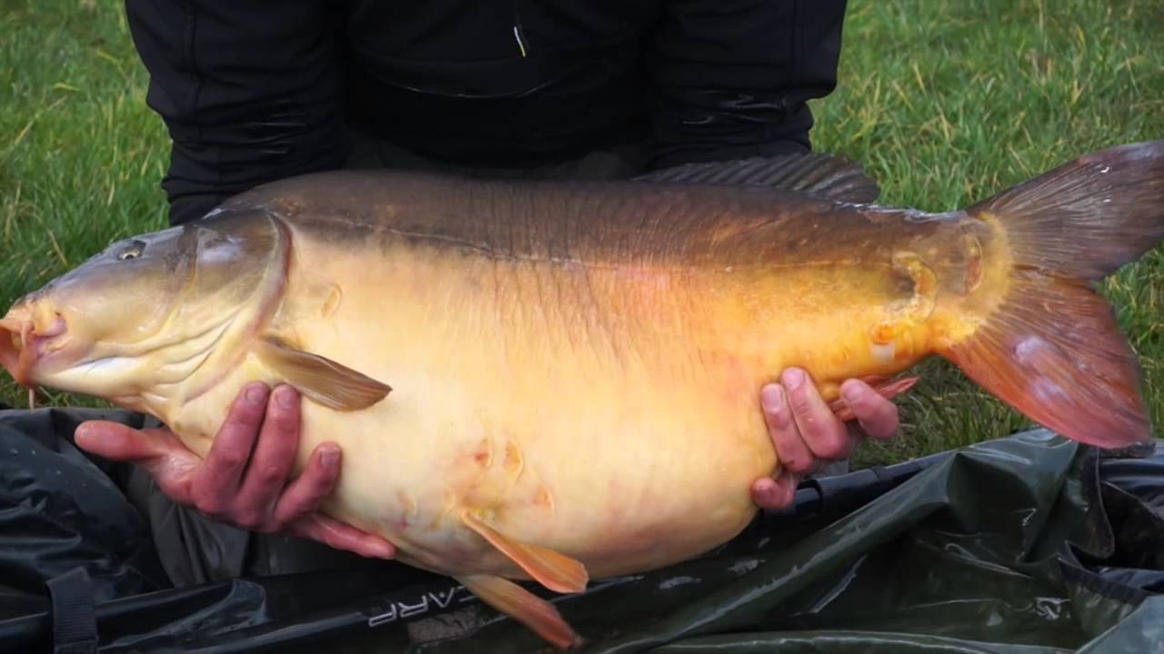 Alex Lister 'The Breeze Block' 35-08lb The Avenue - YouTube