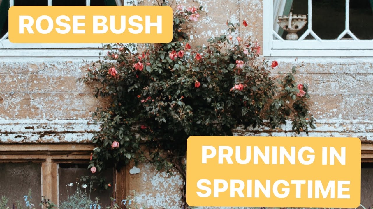 How To Prune A Rose Bush In Spring. - YouTube