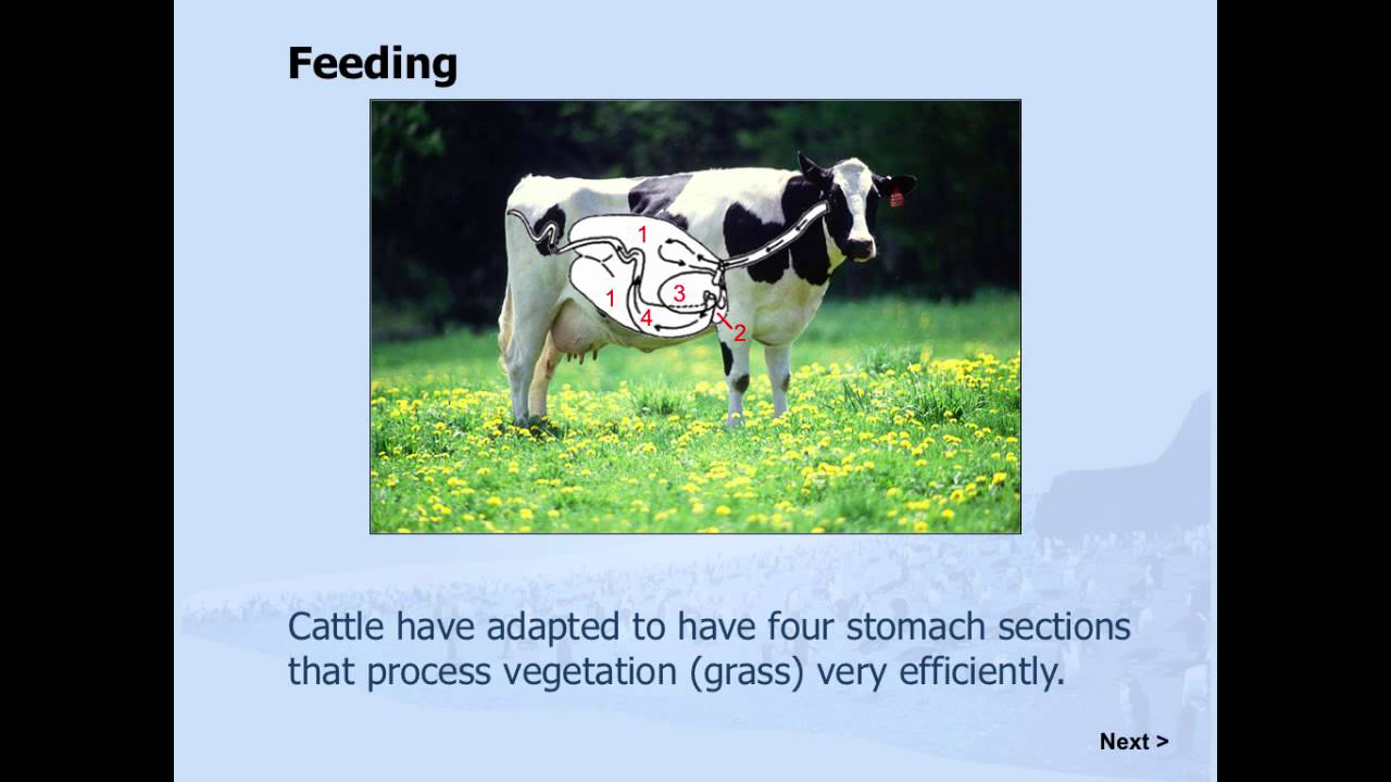 internal adaptations - YouTube