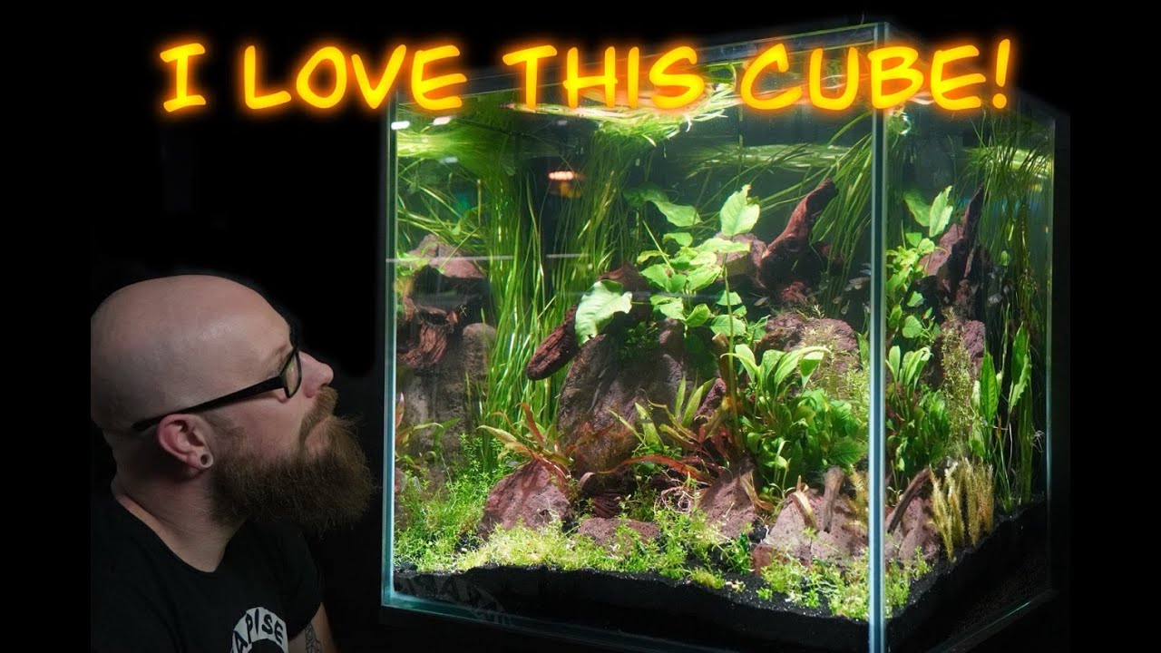 60 gallon CUBE! (Aquascape Tutorial) - YouTube