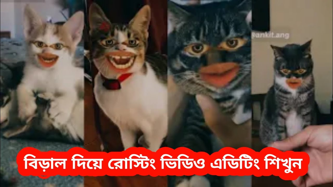 বিড়াল দিয়ে রোস্টিং ভিডিও এডিটিং| cat funny video editing | বিড়াল দিয়ে ভিডিও এডিটিং করবো কি ...