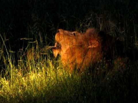 Mlowathi (Kinky Tail of The Mapogos) male roaring - YouTube