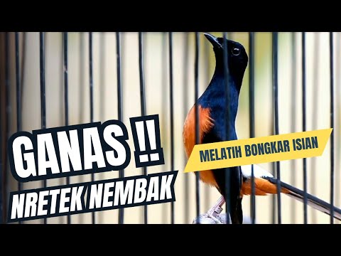 MURAI BATU GACOR FULL ISIAN TEMBAKAN DAN KRETEKAN GANAS SANGAT AMPUH MELATIH MURAI BONGKAR ISIAN