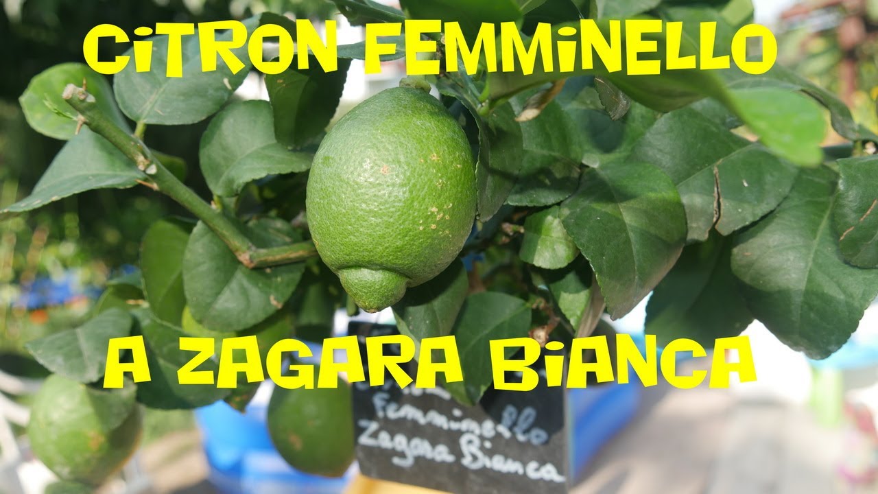 citron femminello a zagara bianca - YouTube