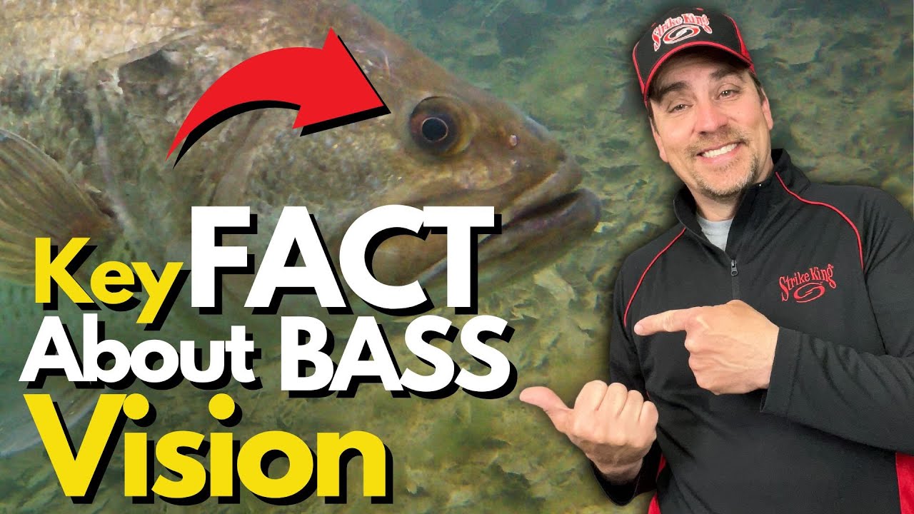 Knowing This About Bass Vision Will Change How You Fish - YouTube