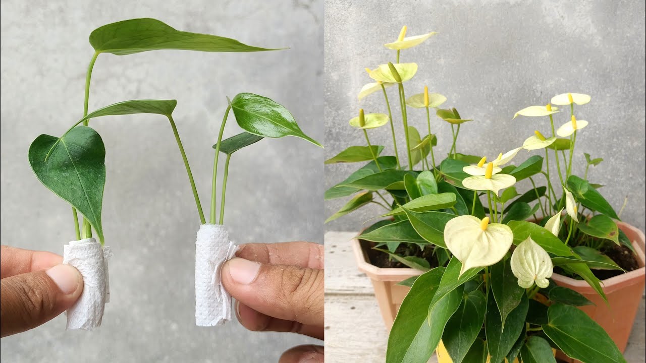 Tissue Paper to Grow Anthurium Plant | How to grow Anthurium Plant ...