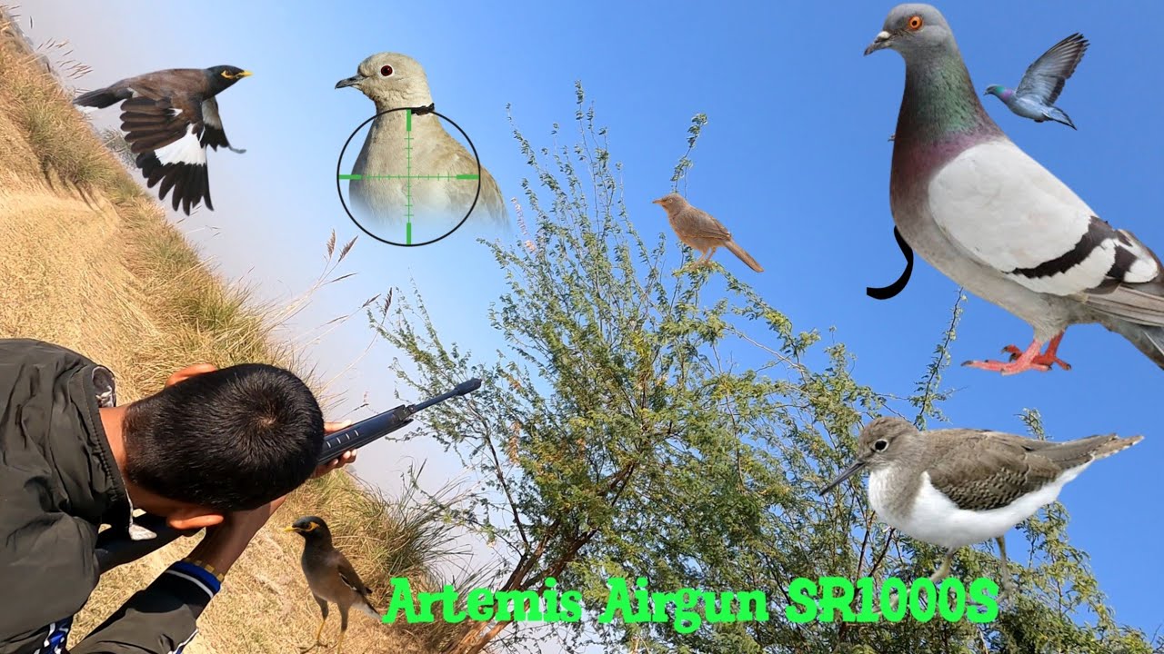 Air gun hunting Artemis air gun hunting| amazing Dead shot hunting| MZ ...