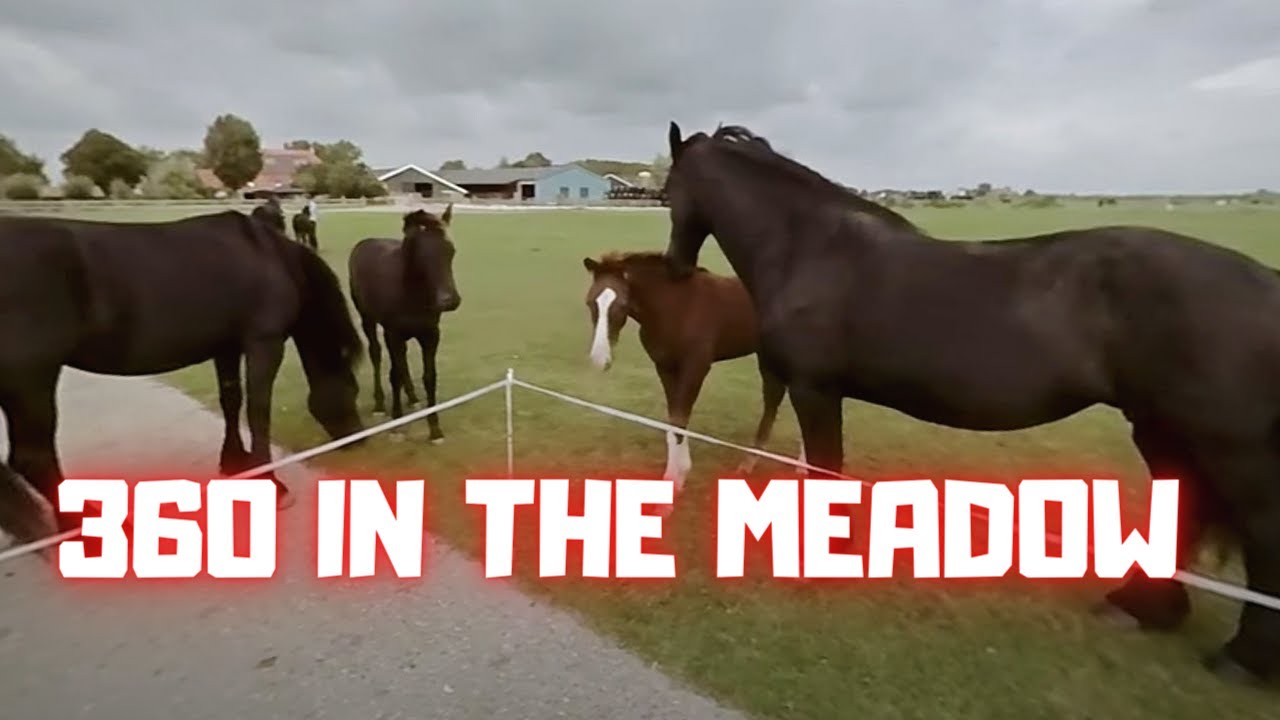 This is your chance to stand between the horses, with Queen👑Uniek ...