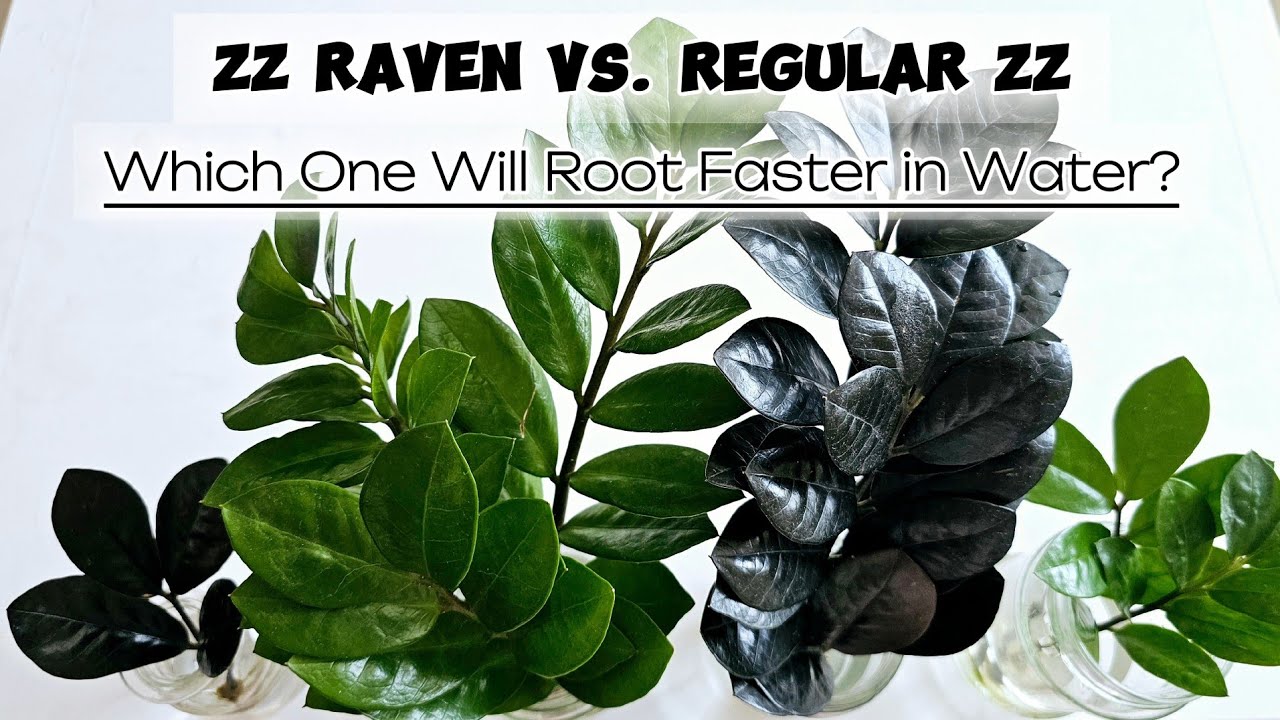 ZZ Raven VS. Regular ZZ Propagation | Which One Will Root Faster? - YouTube
