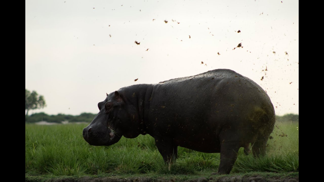 Hunting Africa Namibia - Free range Caprivi Strip-Hippo & Red Lechwe ...