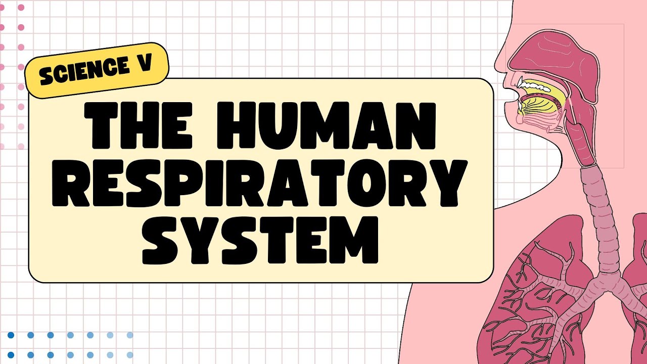 Science 5: The Human Respiratory System - YouTube