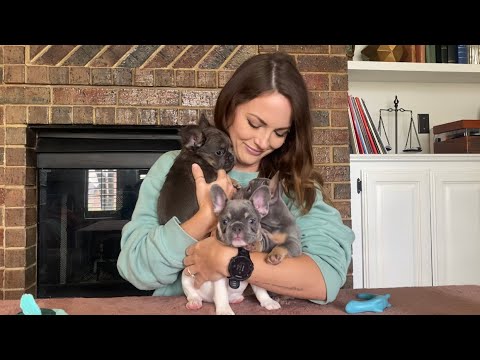 Mando x Maui Fluffy & Fluffy Carriers at 8.5 weeks - YouTube