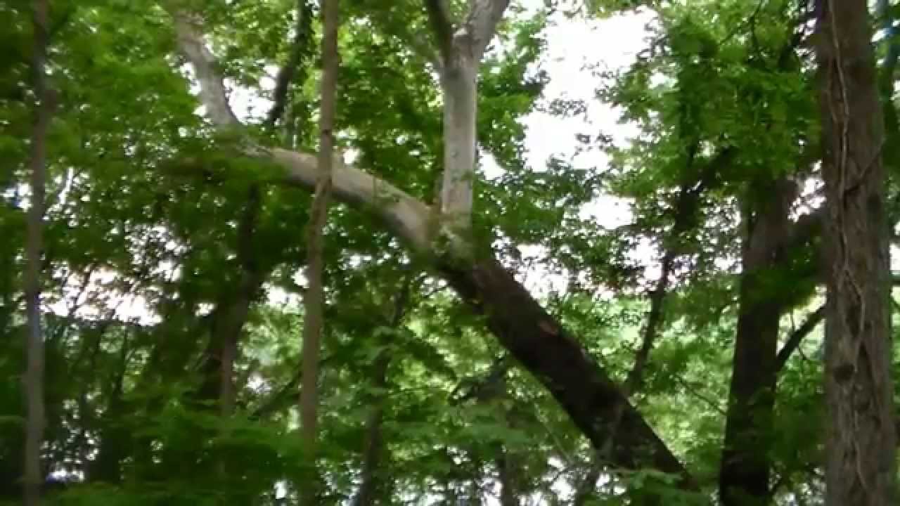 American Sycamore Deciduous Tree - YouTube