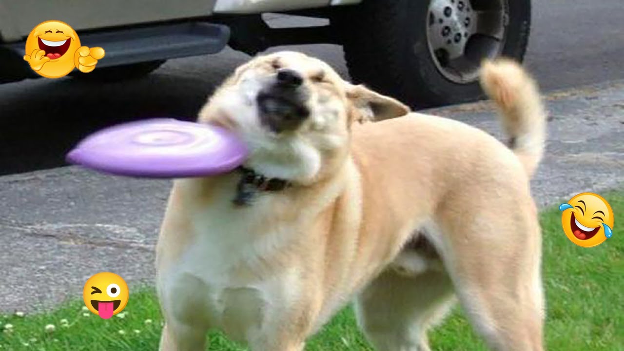 I Can’t Stop Laughing at These Hilarious Dogs 😂 Funny Dog Moments 2025 ...