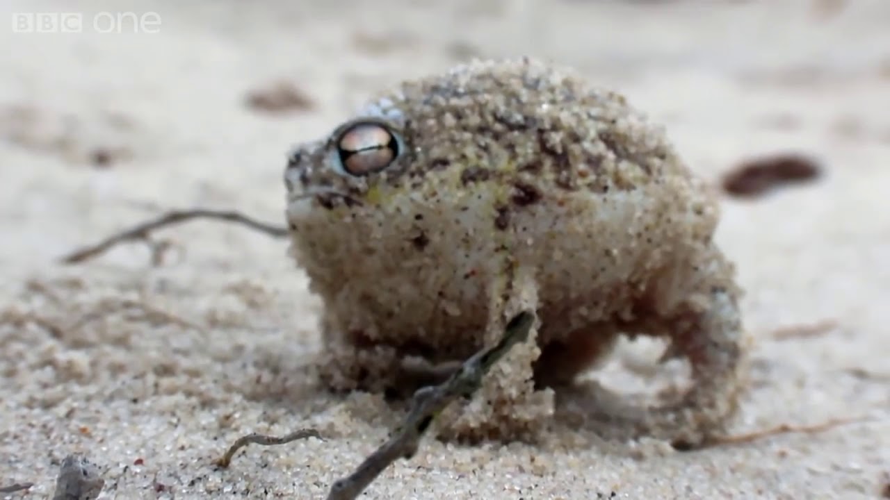 Angry Squeaking Frog - YouTube