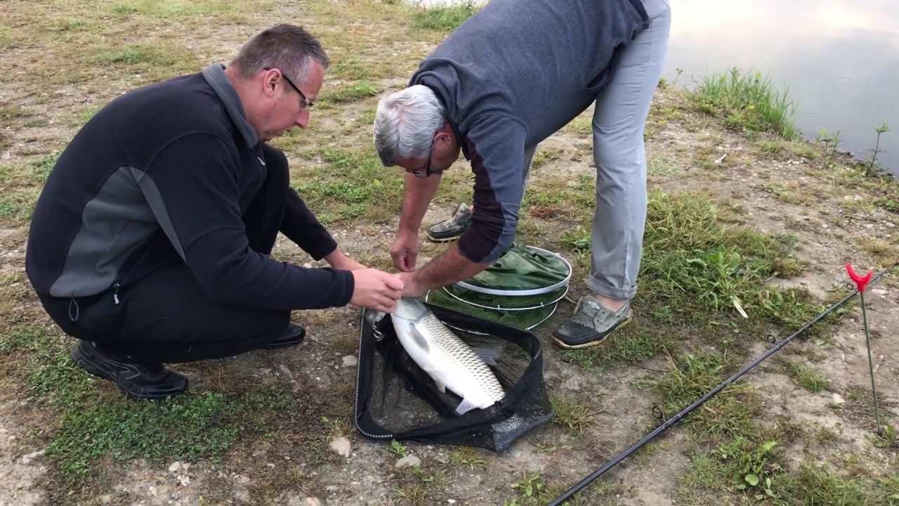 Crap - Ten - Amur pe balta Egreta (fosta balastiera) - Lipova - YouTube