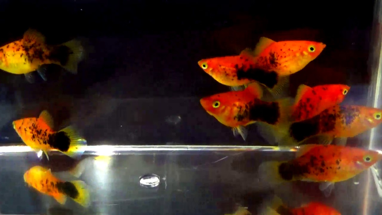 painted platy - YouTube