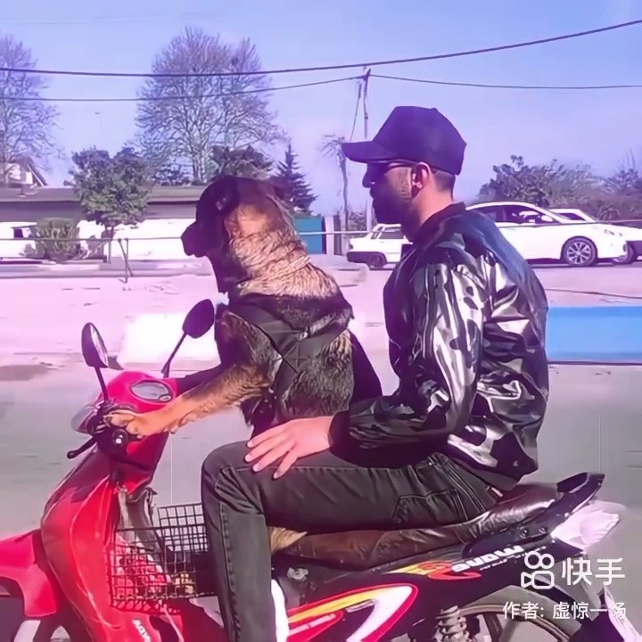 See how dogs ride bikes - YouTube