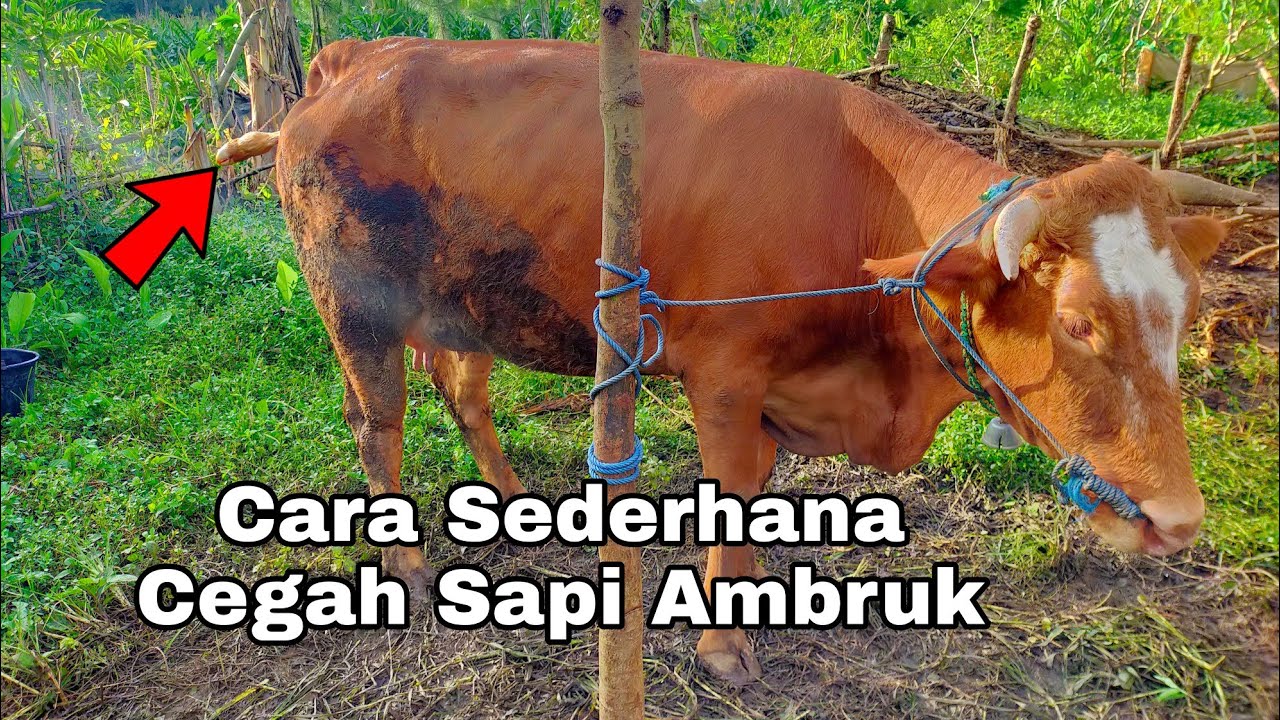 CEGAH SAPI AMBRUK DENGAN CARA SEDERHANA - YouTube
