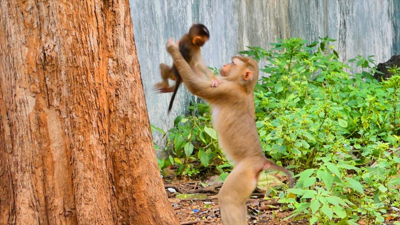 Oh, My God ! Mama monkey SABA stand up to save her baby SABA -when he ...