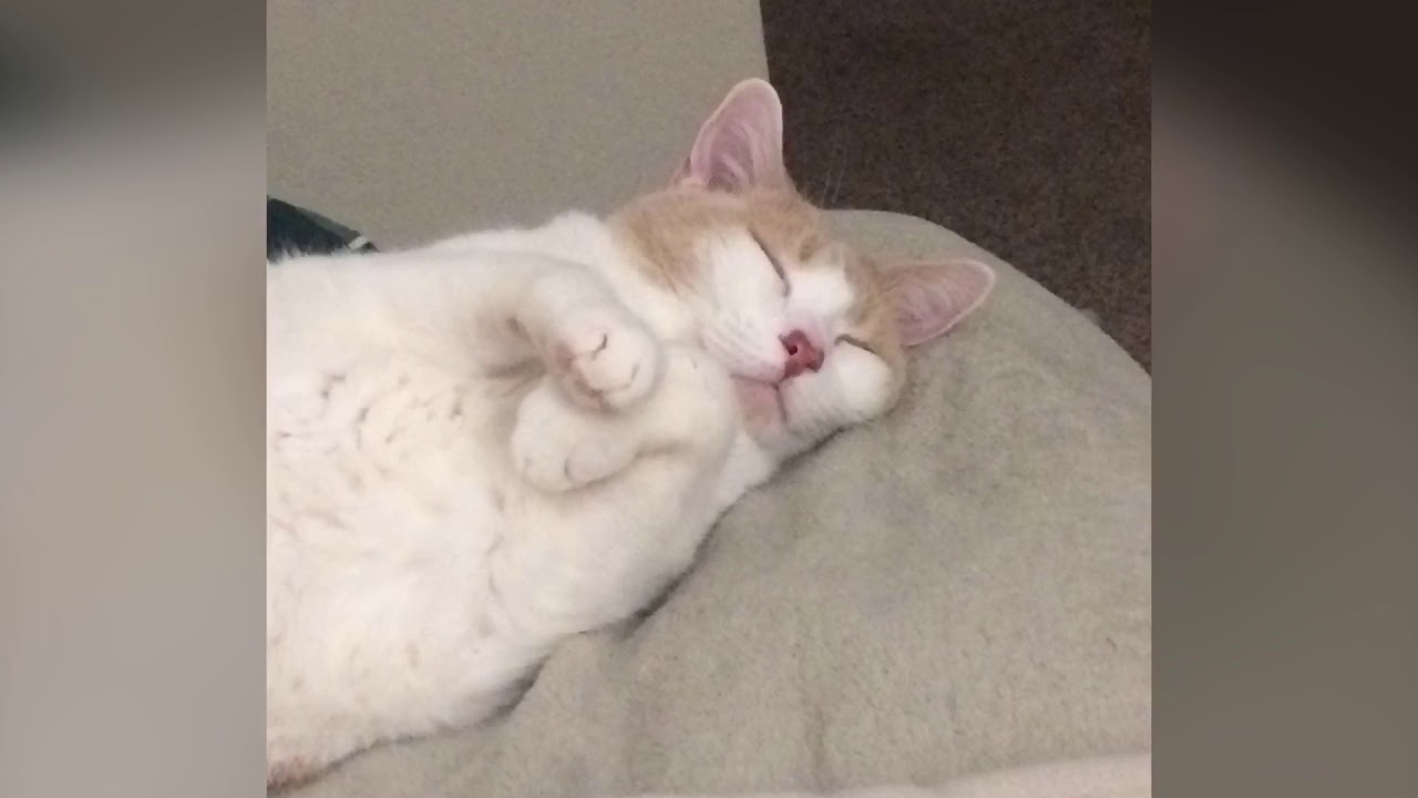 Fluffy Friends!! - YouTube