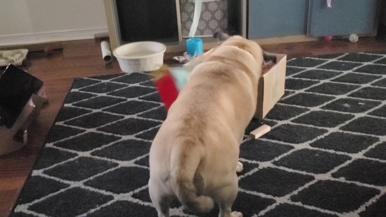 Pug Gets Head Stuck in Box - YouTube