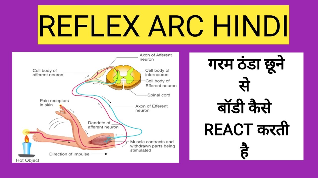 refex arc | reflex arc class physiology | refex arc diagram | knee jerk ...