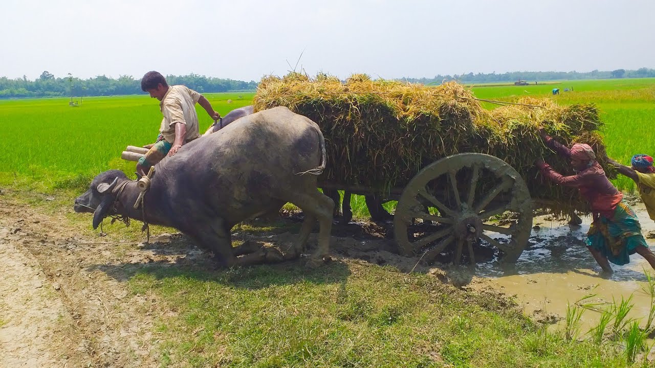 Paddy Transport Buffalo Cart Ride to Deep Mud ||Stuck in Deep Mud - YouTube
