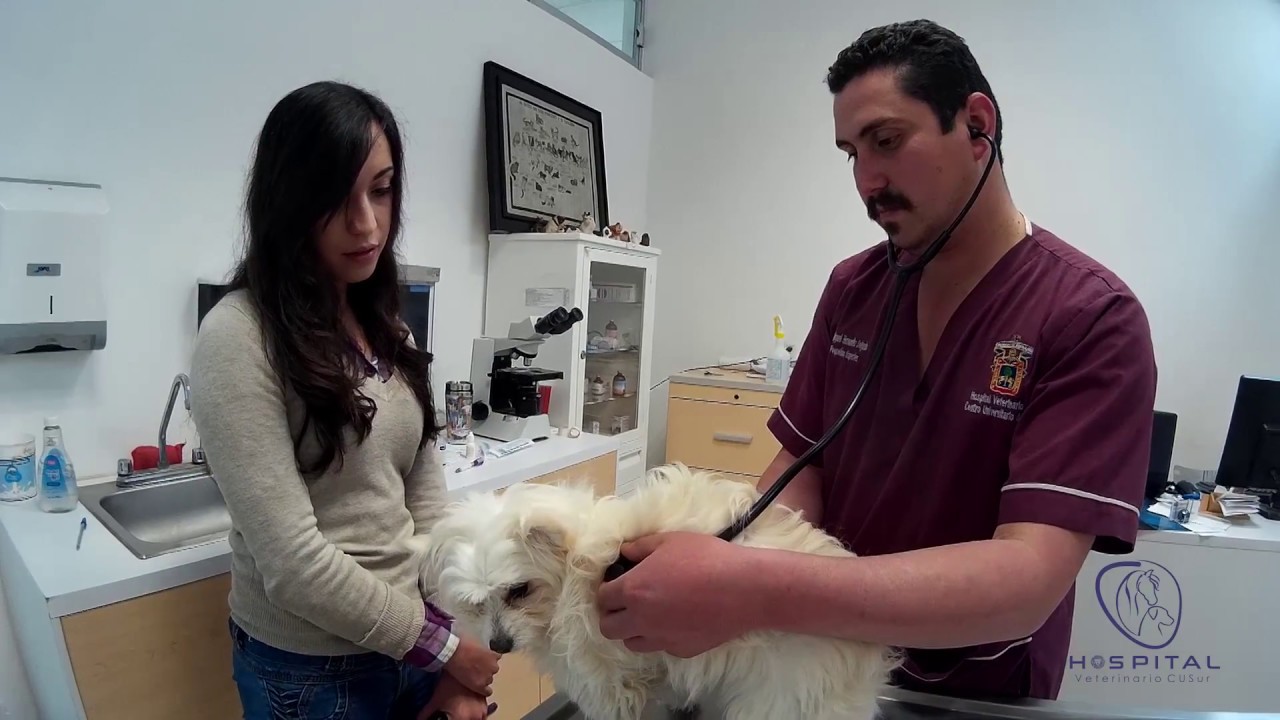 Hospital Veterinario CUSur - YouTube