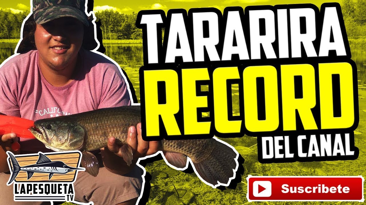 LA TARARIRA MAS GRANDE !! TEMPORADA 2018 / TARARIRAS FISHING LURE - YouTube