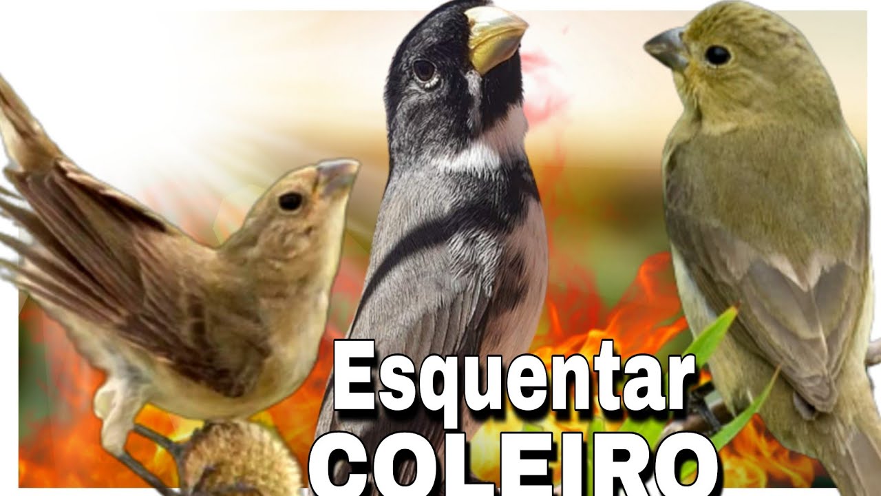 Fêmea de coleiro chamando e coleiro tui tui para esquentar coleiro ...