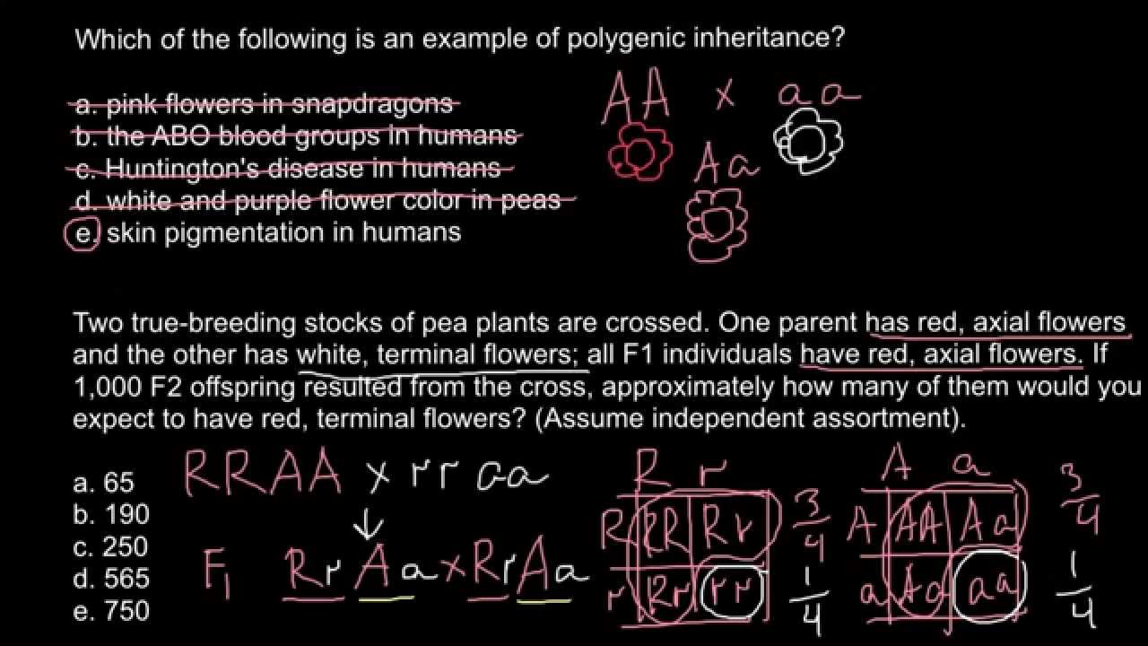 How to find genotypic frequencies in F2 generation - YouTube
