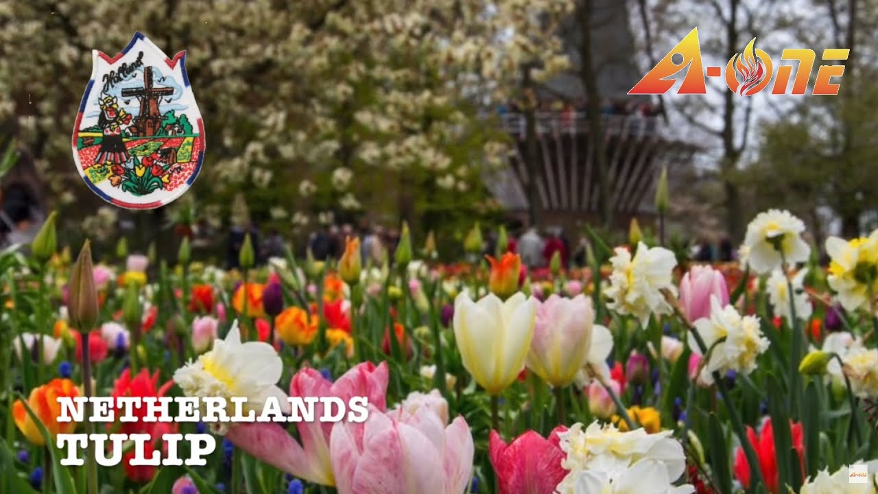 Traveling to Netherlands Tulip Fields. A-ONE Embroidery Patch #deViaje ...