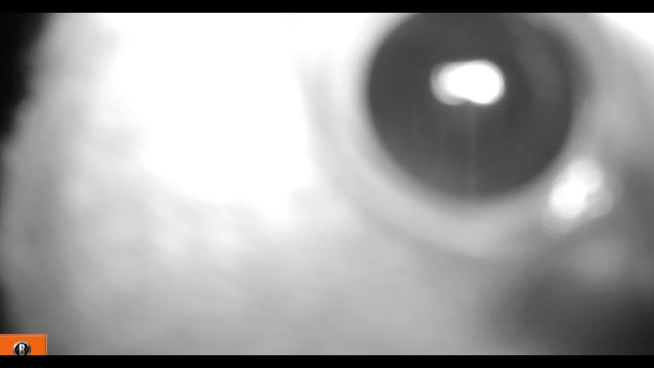 Winter on the Game Trail: A view of our recent visitors. - YouTube