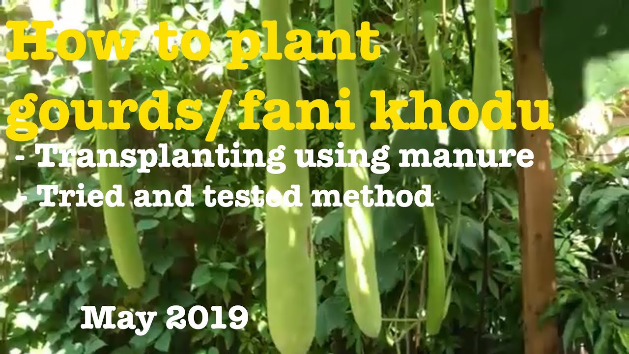 How to grow Bottle Gourds, fani Khodu, Doodi - Transplanting (Vegetable ...