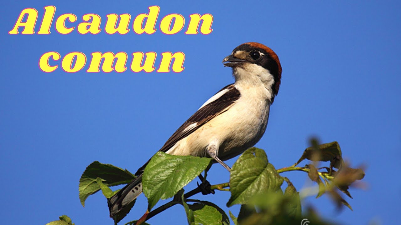 "🐦 ¡El Alcaudón Común: El Ave Cazadora Más Sorprendente! 🔍🌿" - YouTube