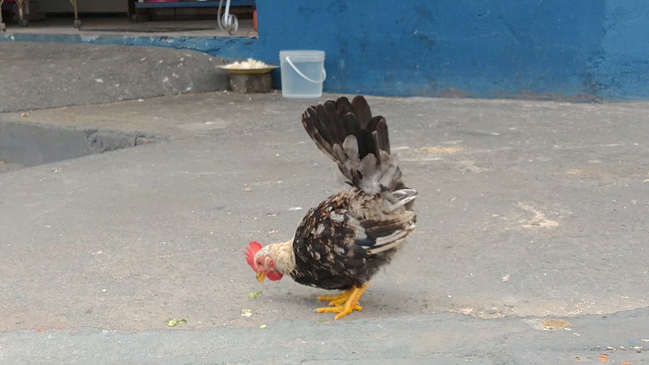 MINI GALO GARNIZE - YouTube