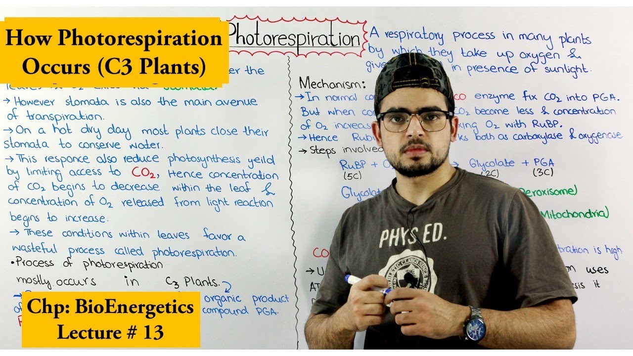 Photorespiration Plant Carbon Metabolism And Climate Change: Elevated