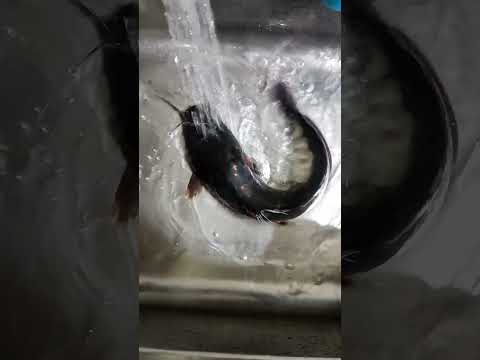 Pantat #pantat #hito #shorts