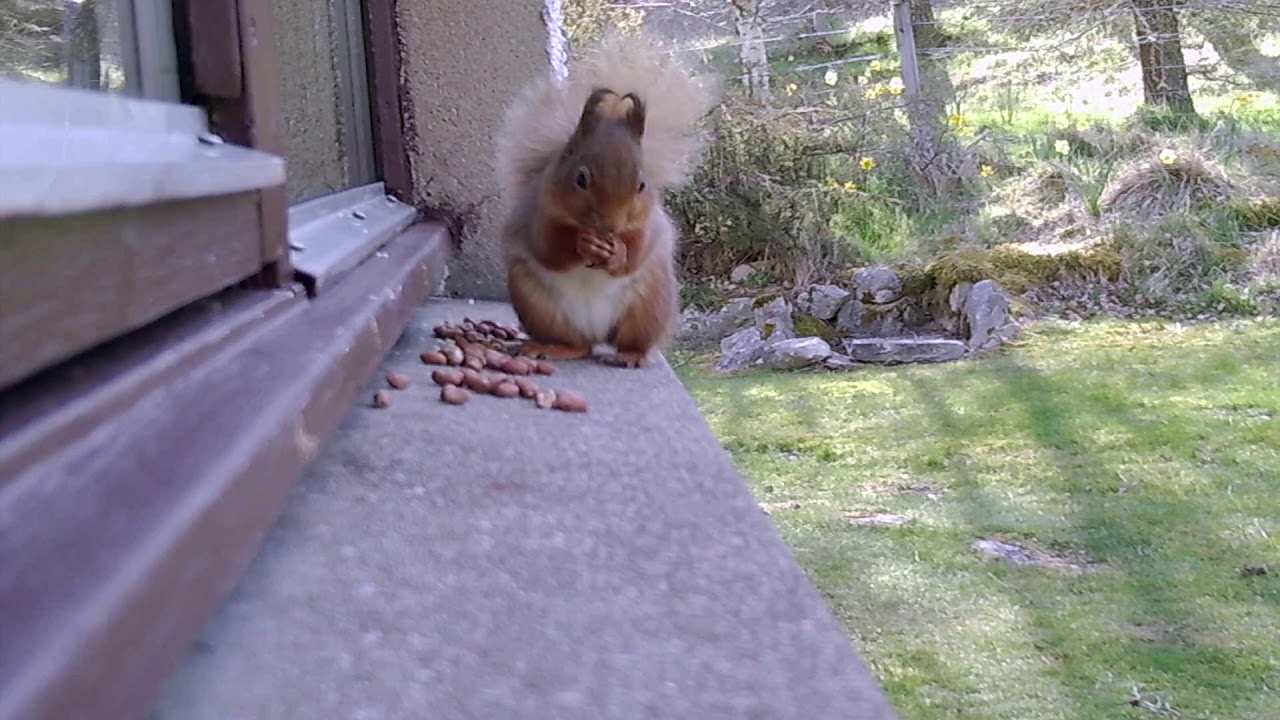 Red Squirrels on the Window Ledge (LedgeCam Full Version) - YouTube