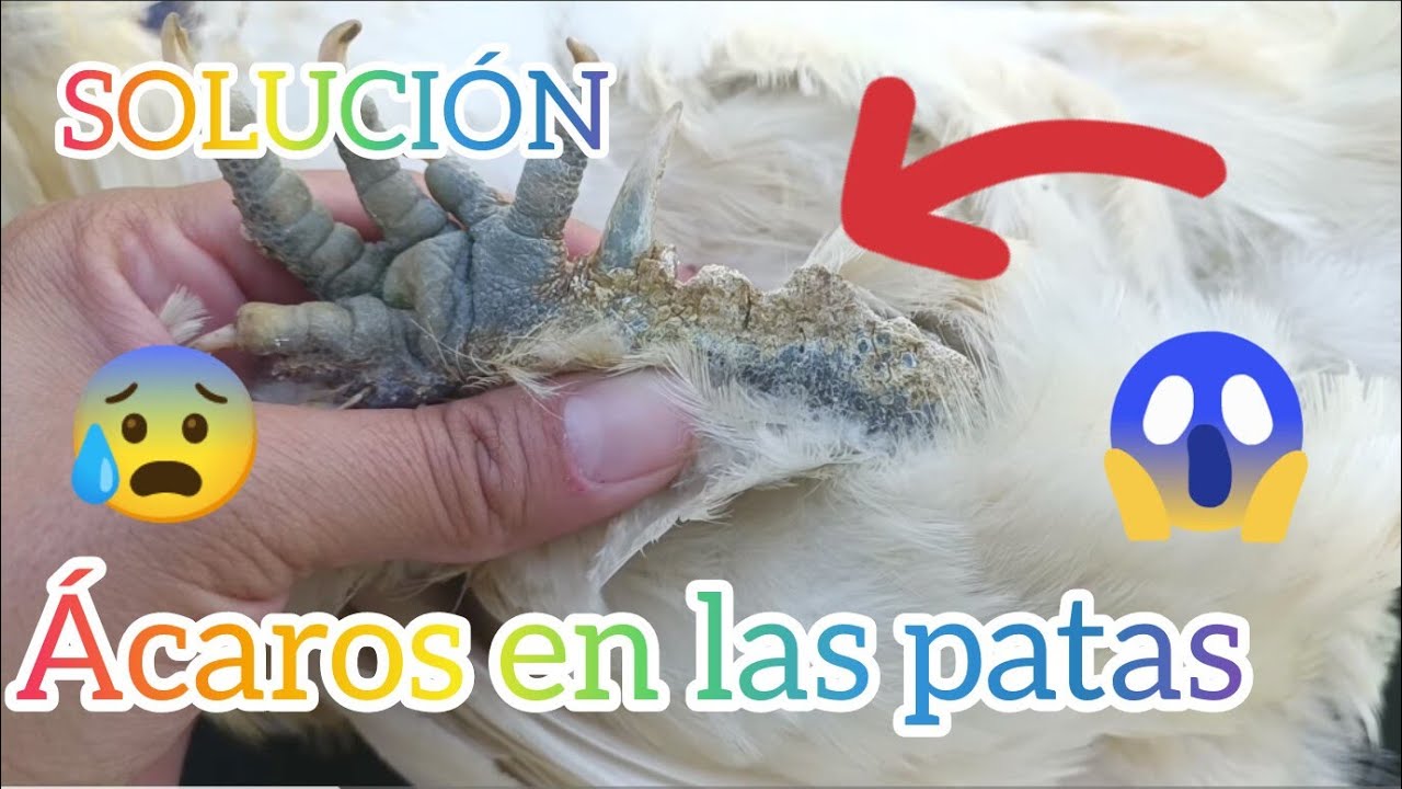 Ácaros en las patas SOLUCIÓN a las patas escamosas en gallinas, los ...